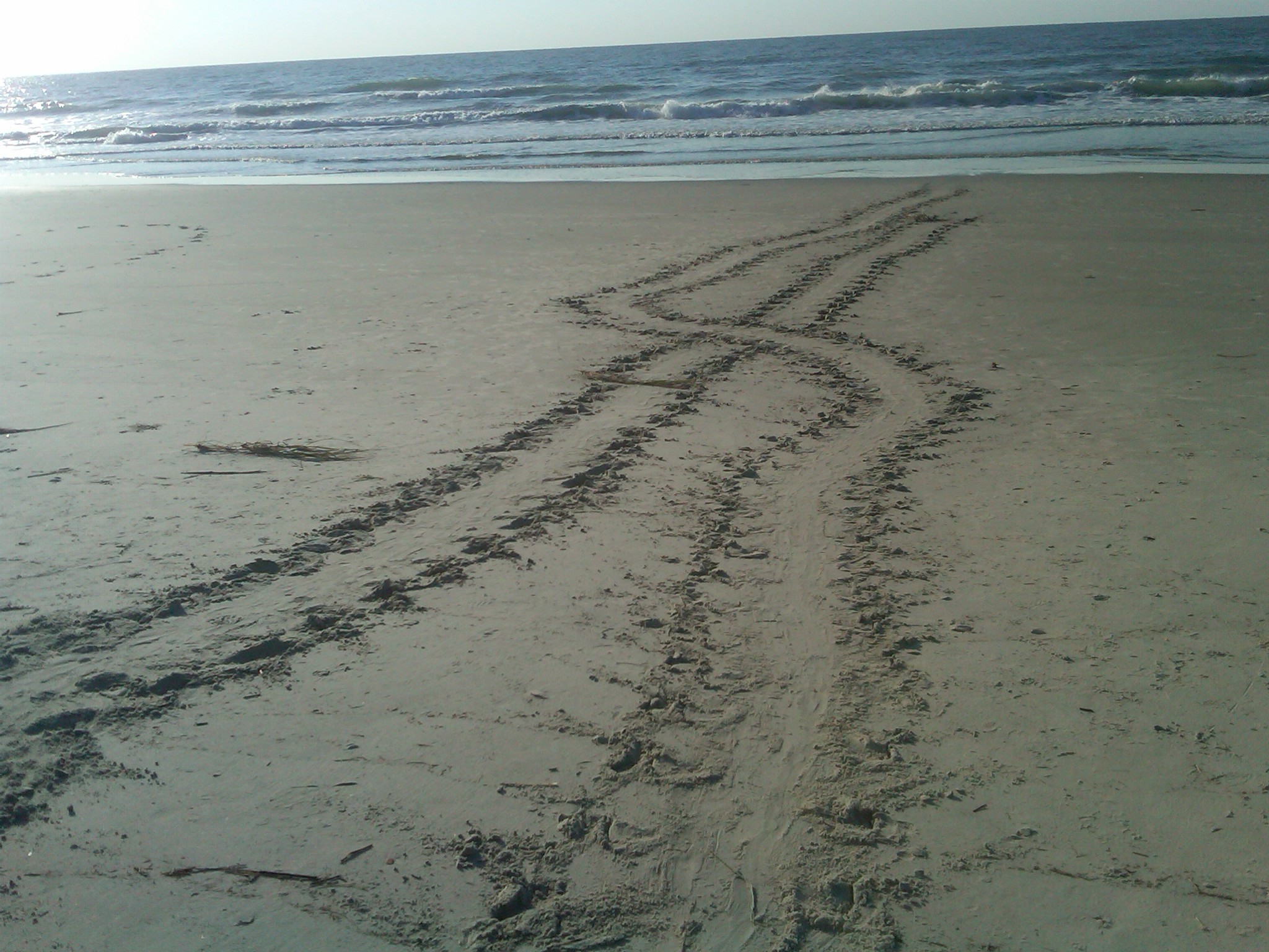 Loggerhead Turtle Guidance from Pawleys | Pawleys Investment Library